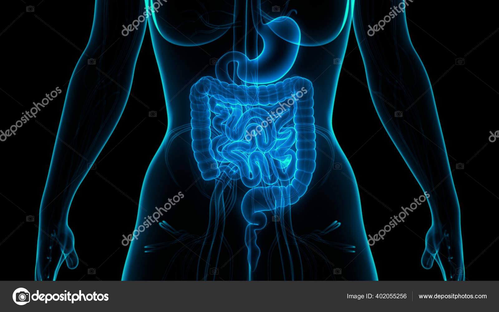 Anatomie Système Digestif Humain — Photo de stock par ©magicmine ...