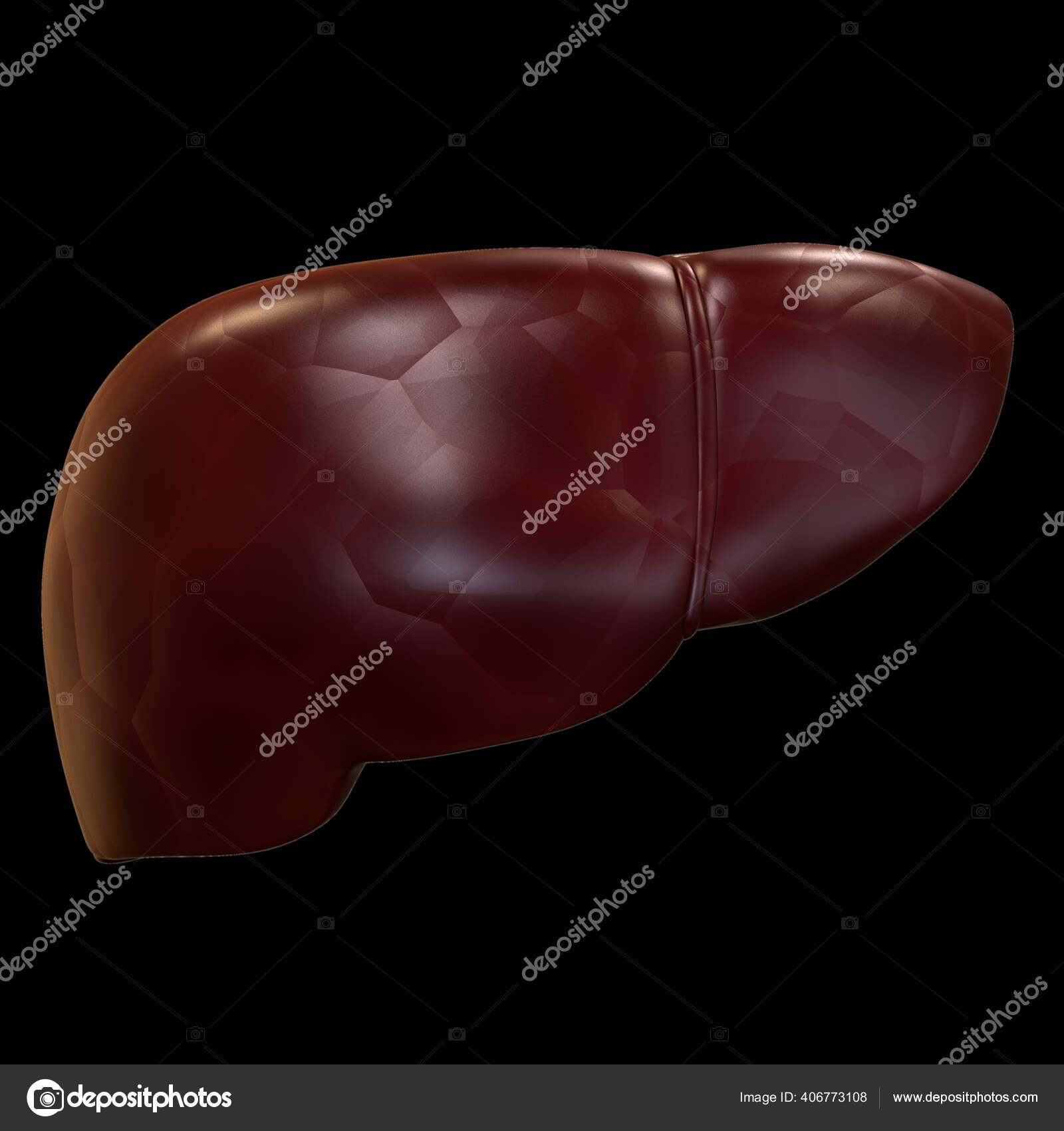 Human Body Organs Liver Anatomy — Stock Photo © magicmine #406773108
