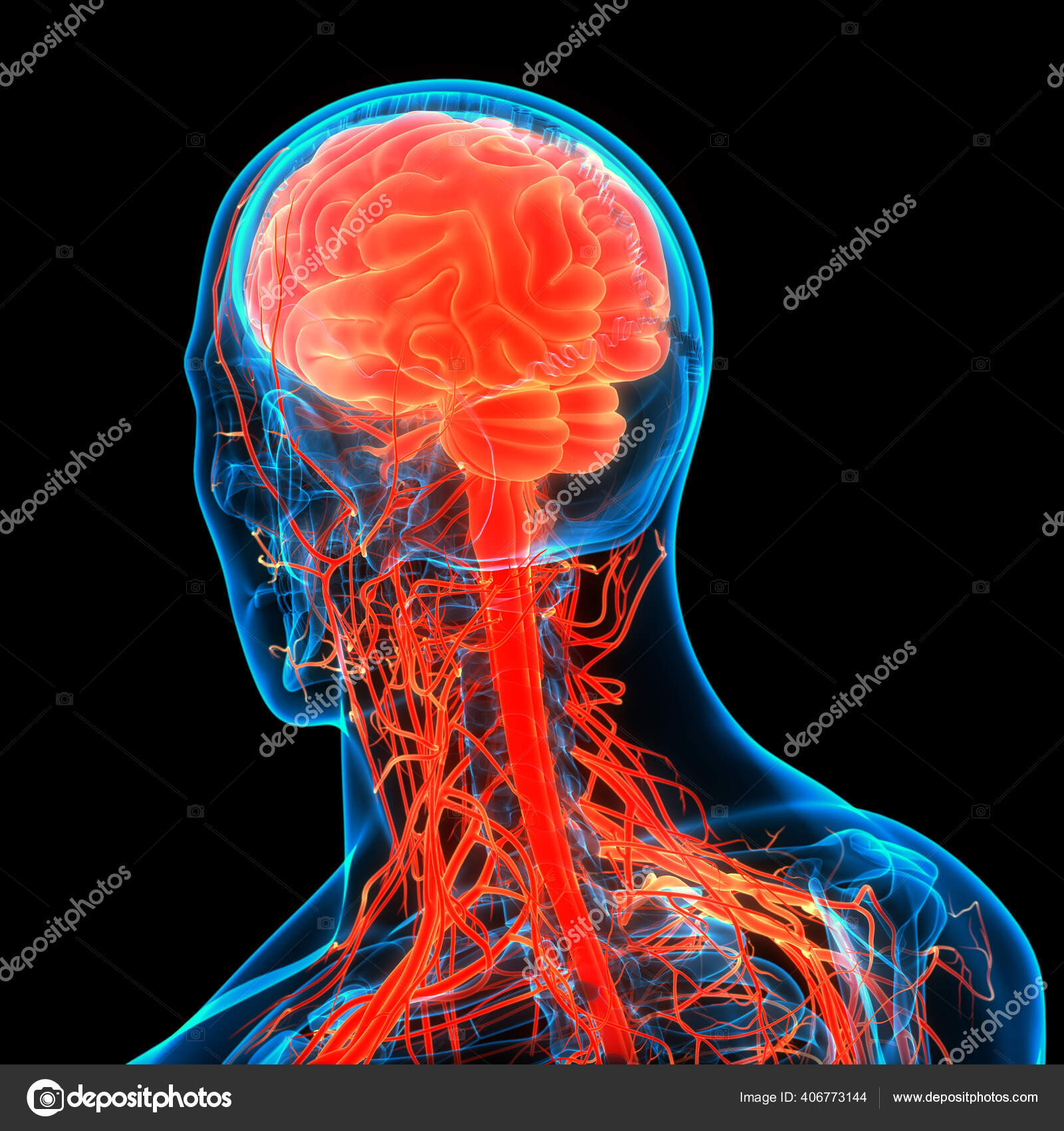 Nervous Tissue Animation