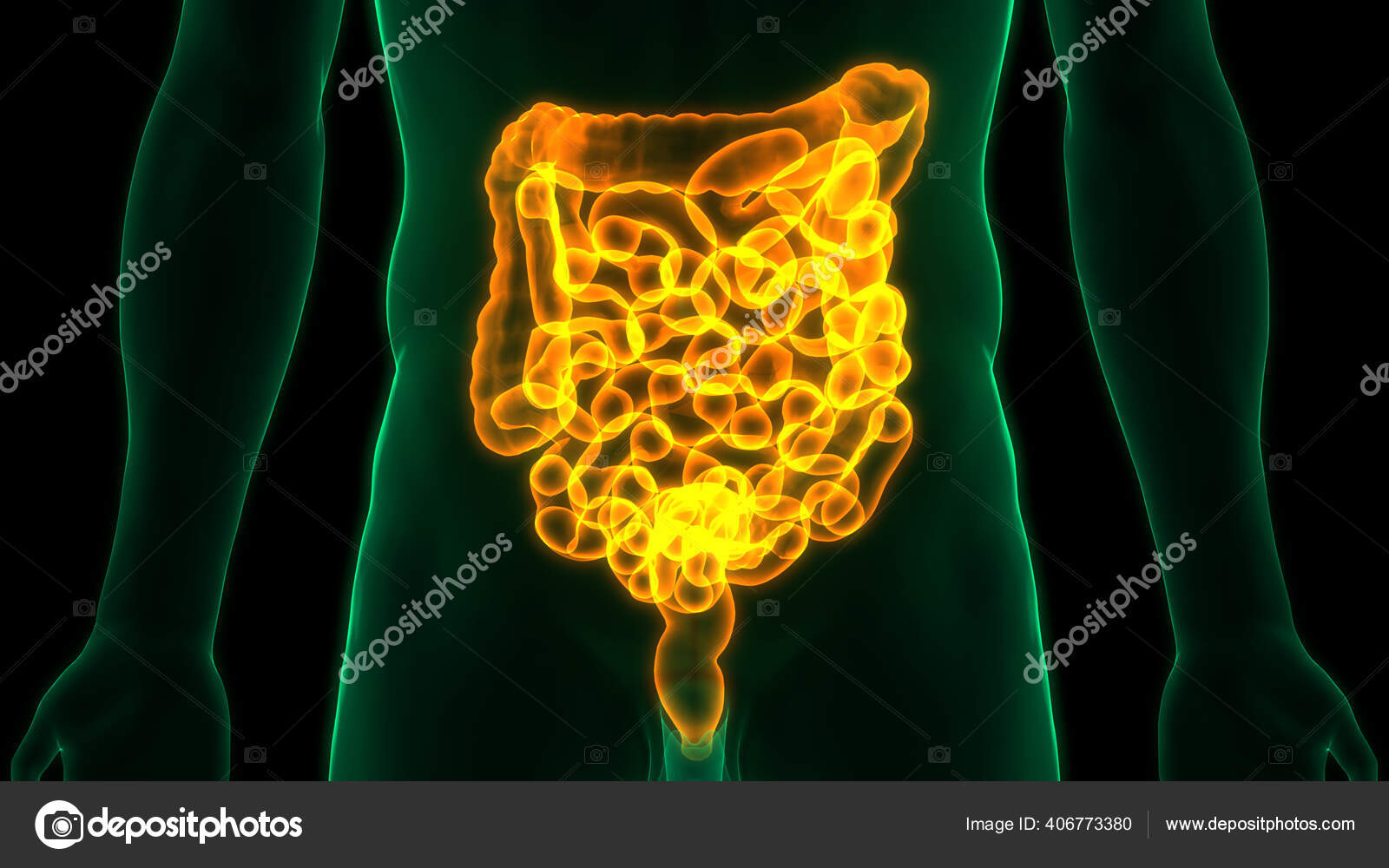 Sistem Pencernaan Manusia Anatomi Usus Besar — Foto Stok © magicmine ...