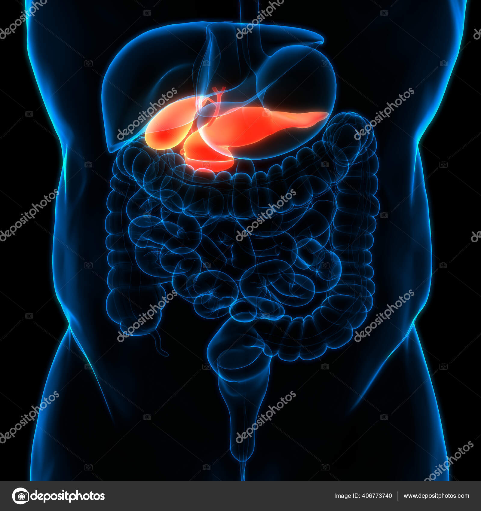 Human Internal Organ Pancreas Anatomy Stock Photo by ©magicmine 406773740