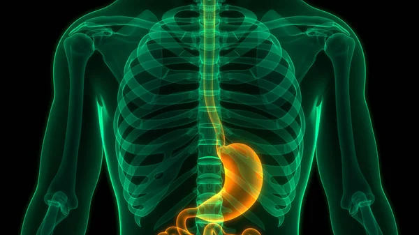 Human Digestive System Large Intestine Anatomy Stock Photo by ...