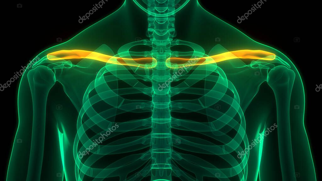 Sistema esquelético humano Clavícula articulaciones óseas Anatomía. 3D 2022