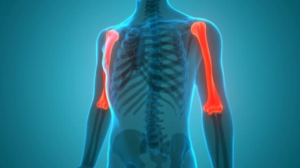 Lidský Svalový Systém Torso Svaly Trapezius Svalová Anatomie Animace ...