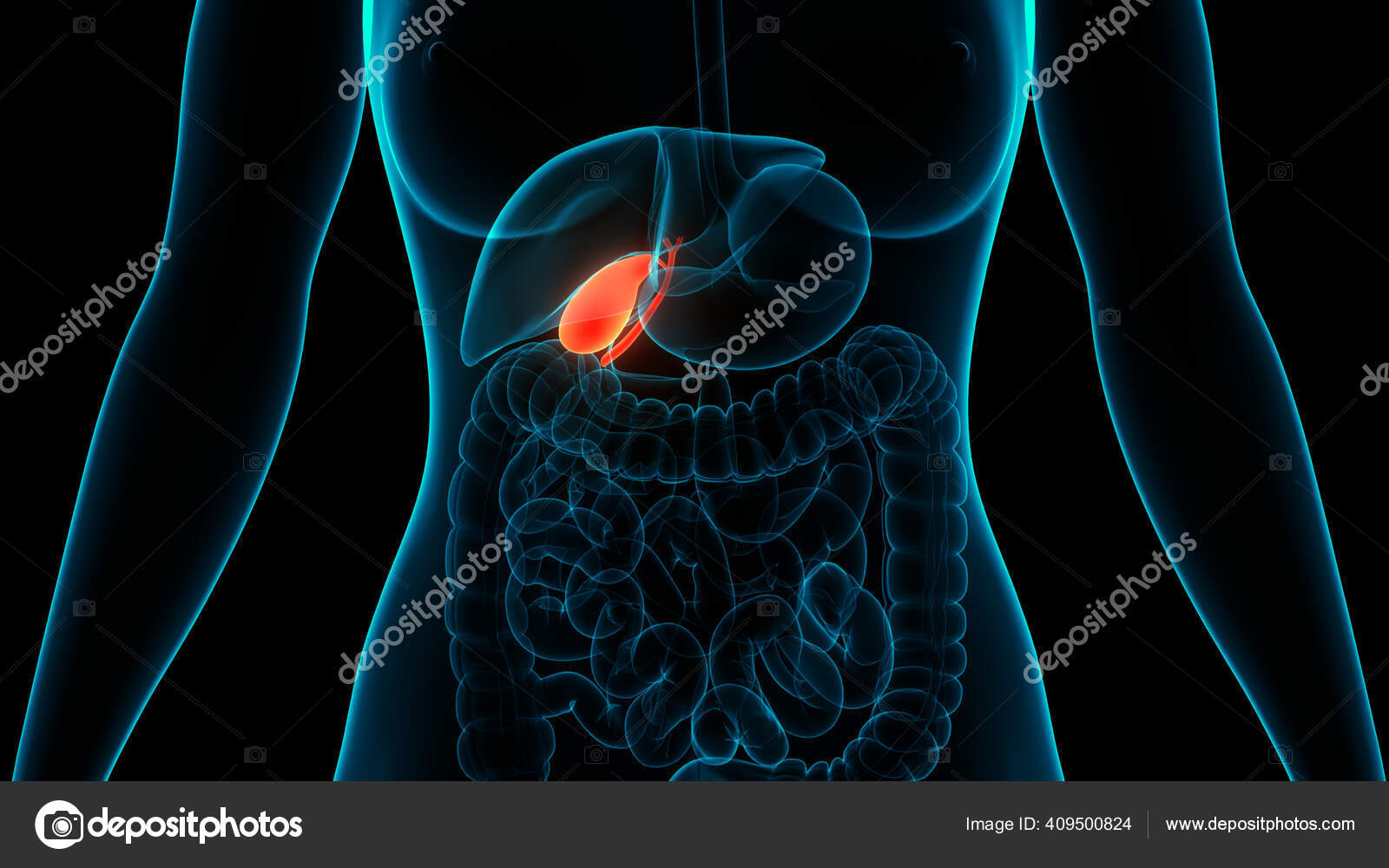 Human Internal Organs Pancreas Gallbladder Anatomy Stock Photo by ...