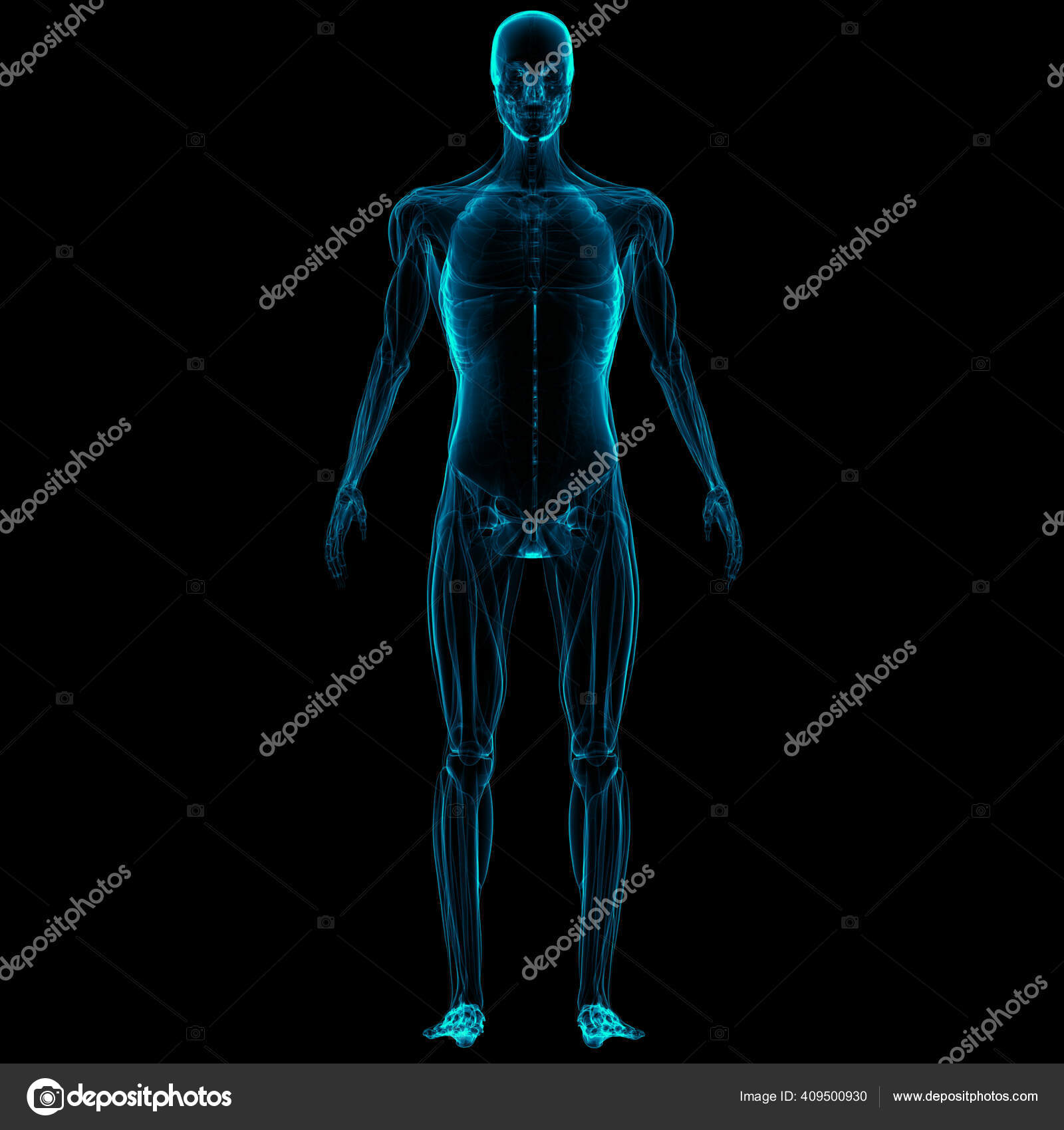 Human Body Muscular System Anatomy Stock Photo by ©magicmine 409500930
