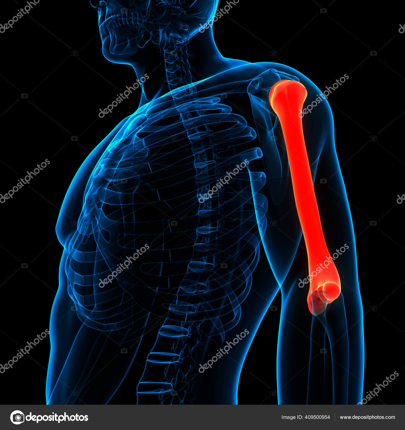 Anatomia Dos Ossos Esqueleto Humano Ossos Úmero — Fotografia de stock ...