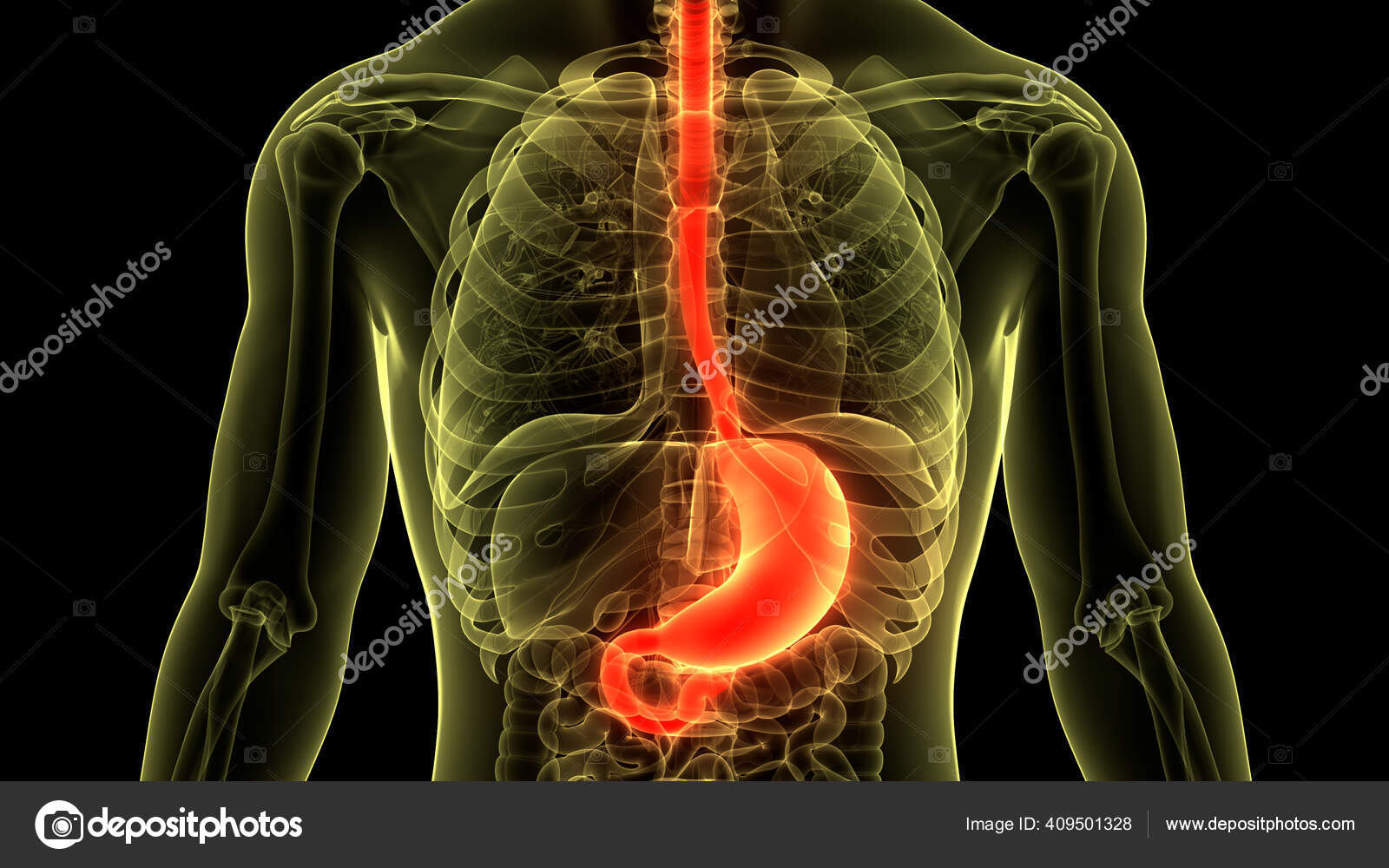 Human Digestive System Perut Anatomi Dalam Bahasa Inggris — Foto Stok ...