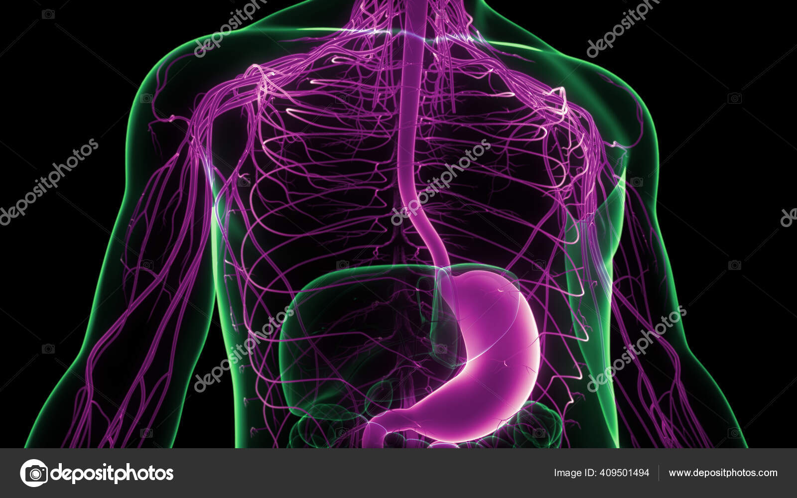 Ihmisen Ruoansulatusjärjestelmä Vatsan Anatomia – Aineistopankin valokuva © magicmine, nro 409501494