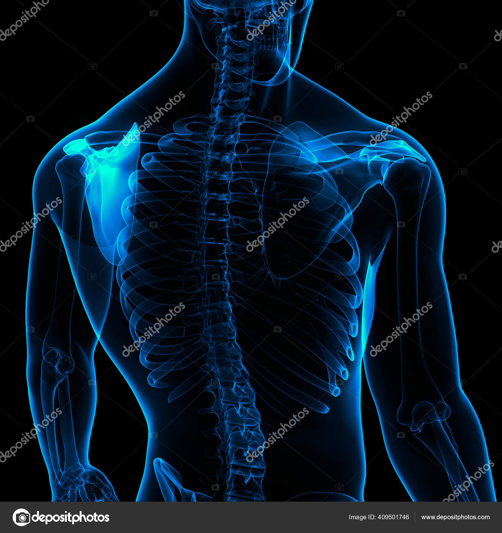 Emberi Csontváz Rendszer Scapula Csont Ízületek Anatómia — Stock fotó ...