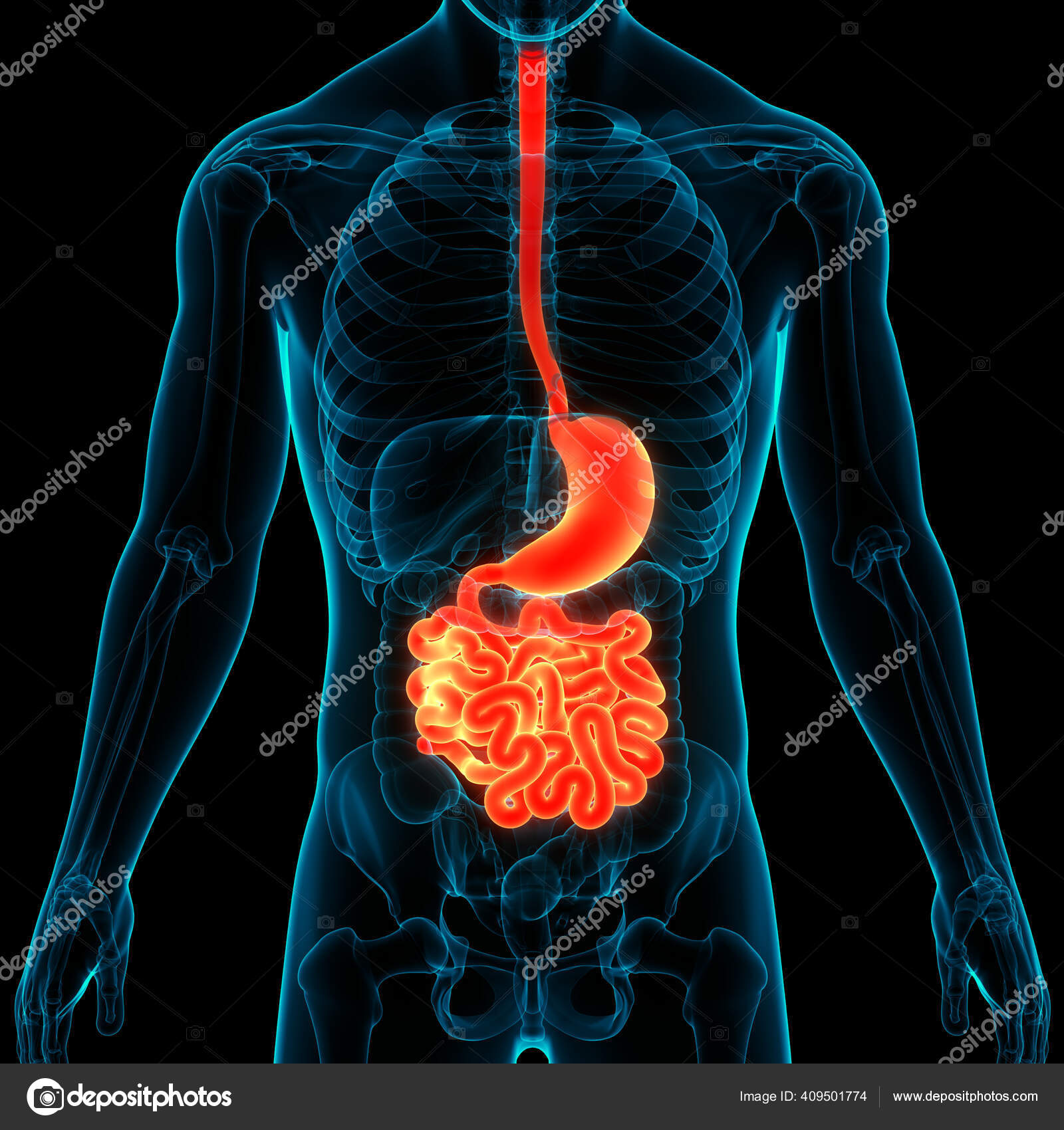 Human Digestive System Stomach Anatomy Stock Photo by ©magicmine 409501774