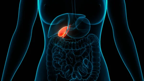 Human Pancreas Images - Search Images on Everypixel