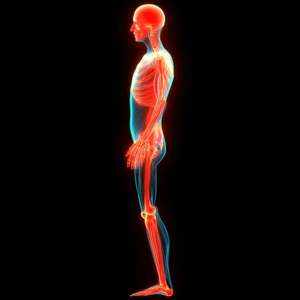 Human standing anatomy Images - Search Images on Everypixel