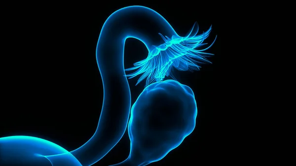 Female Reproductive System Anatomy Stock Photo by ©magicmine 409501514