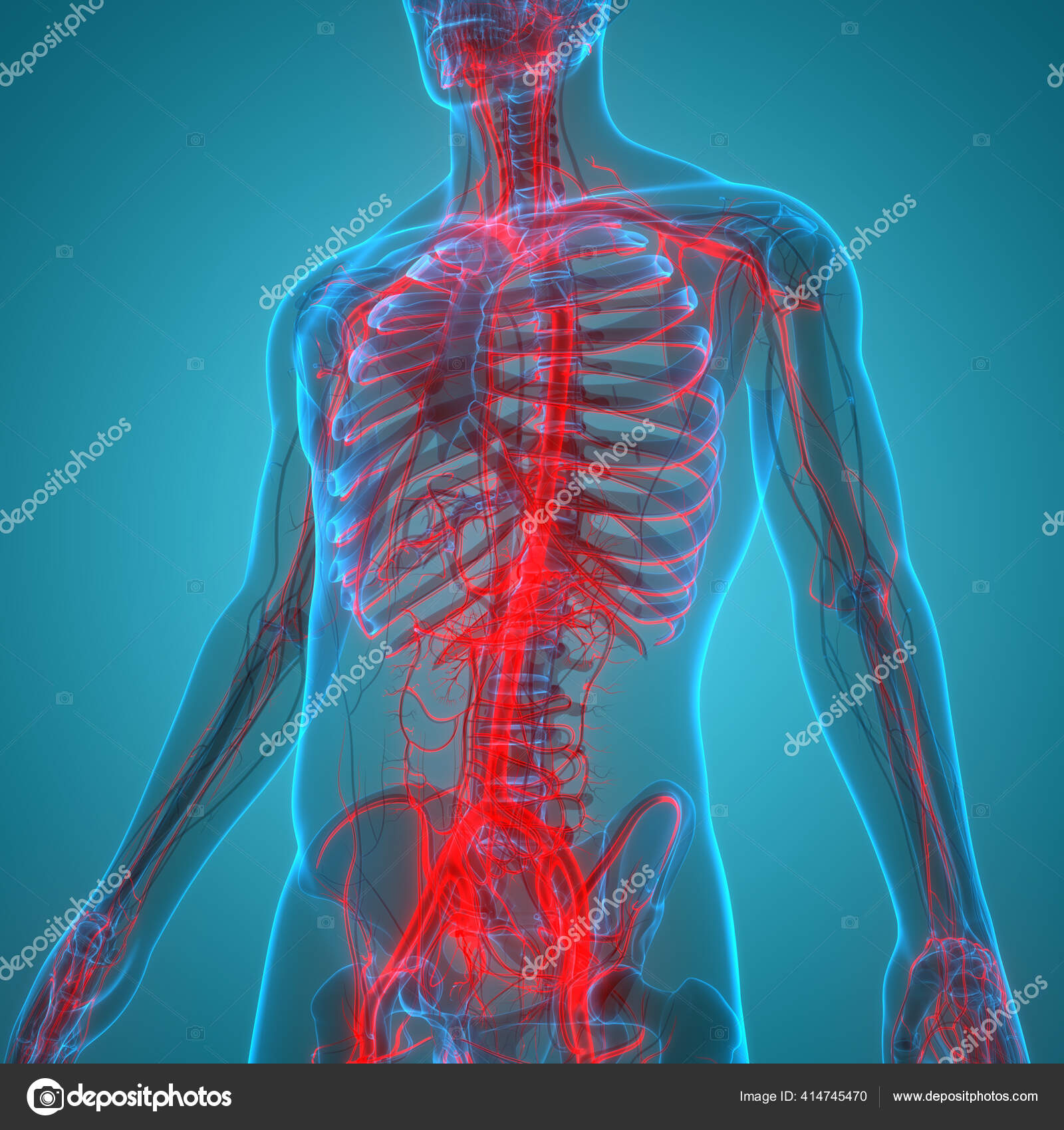 Sistemul Scheletului Uman Artere Circulatorii Anatomie Venelor ...