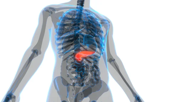 Human Pancreas Images - Search Images on Everypixel