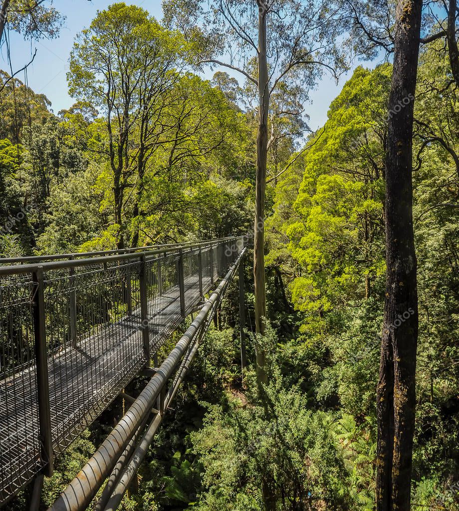 Parque Nacional Great Otway. Otway fly tree top walk. Camine entre las ...
