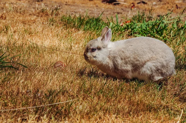 Mountain rabbit Stock Photos, Royalty Free Mountain rabbit Images ...