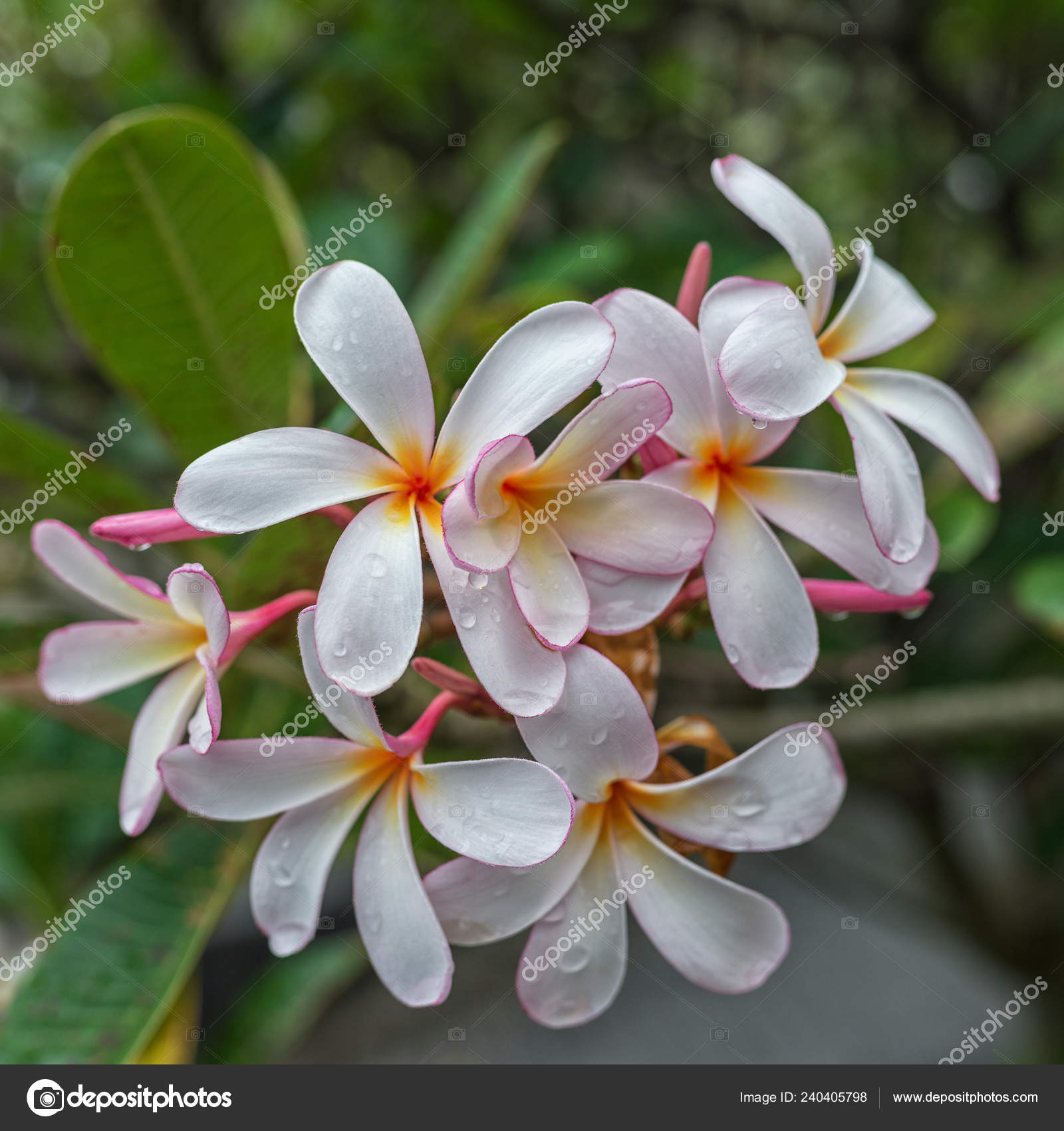 Five Petal Flower Images | Best Flower Site