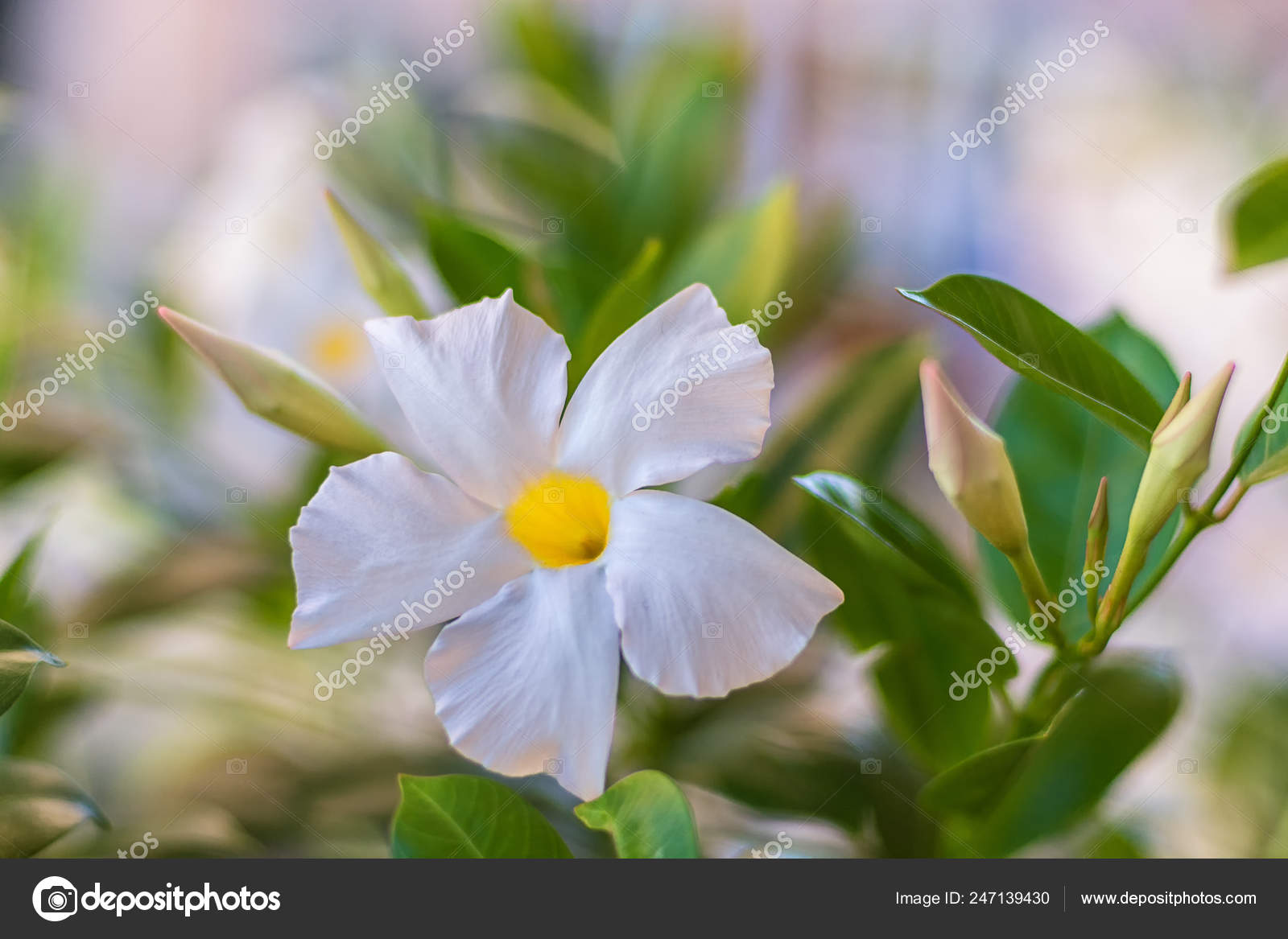 Five Petal Flower Images | Best Flower Site