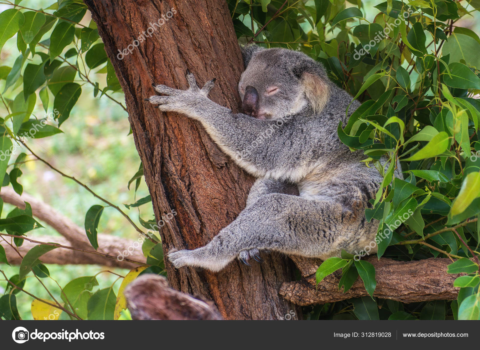 Sleeping Koala - A Landmark of the Rainforest, Kuranda, Queensland ...