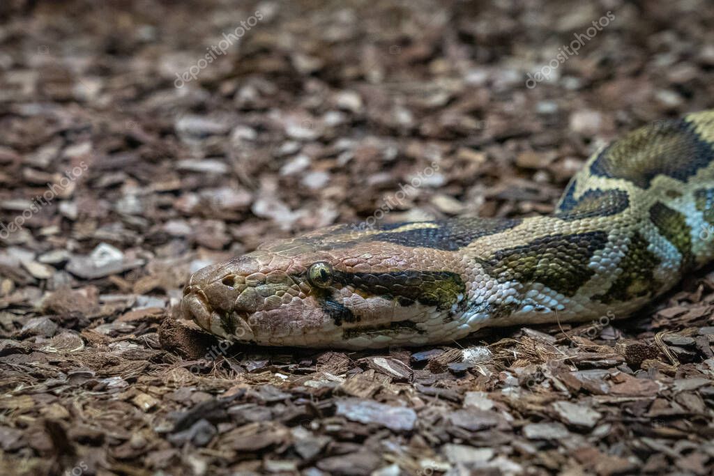 Pit n de roca india (Python molurus molurus) en zool gico Barcelona. 2024