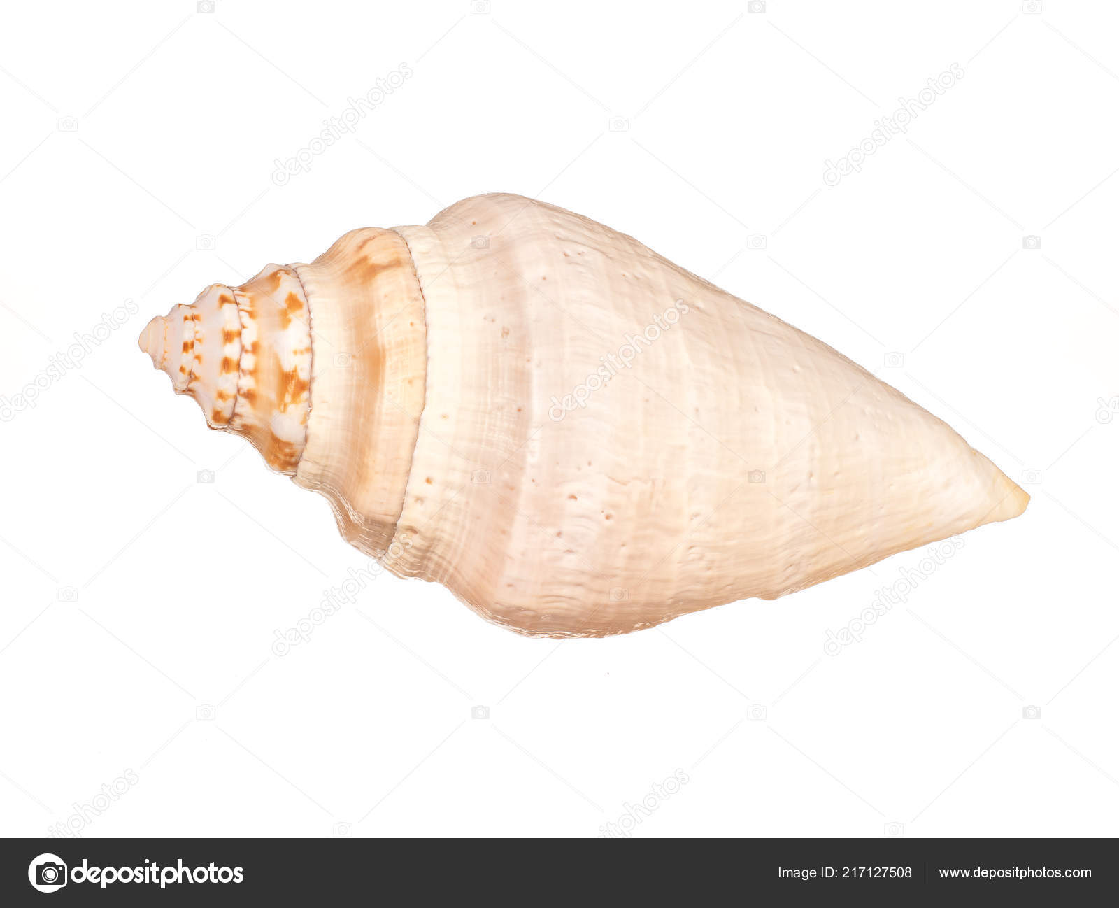 Seashell Isolated White Background Stock Photo by ©itor115.gmail.com ...