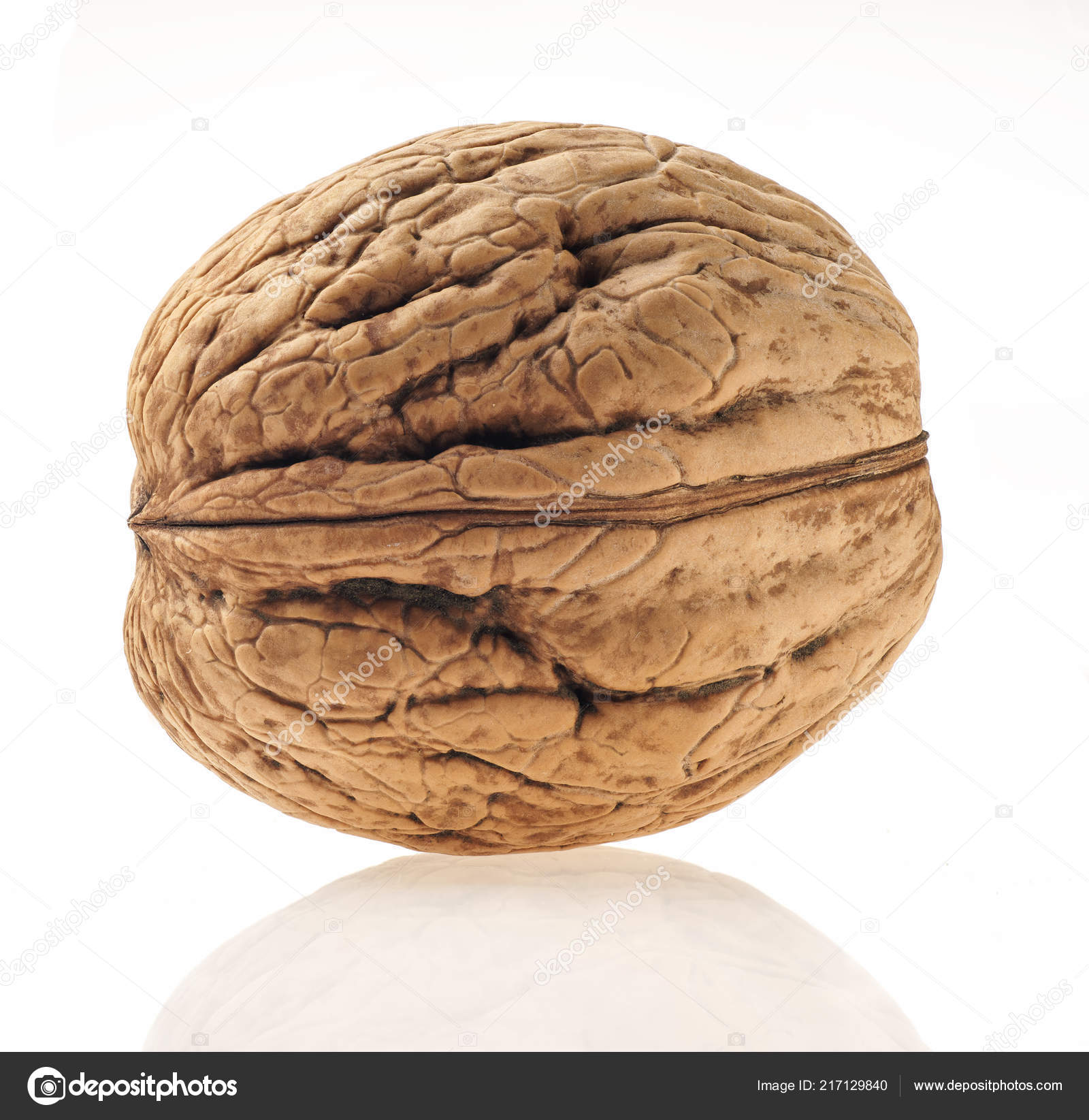 Single Walnut Isolated White Background Macro Shot Stock Photo by ...