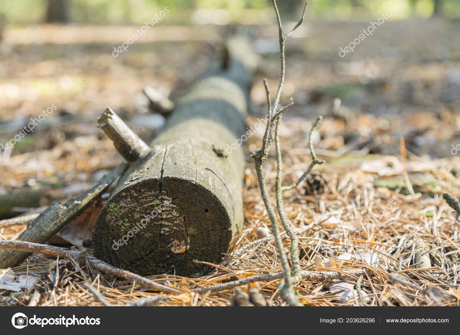 Leaf Covered Path Forest Fallen Logs Fallen Tree Woods ⬇ Stock Photo ...