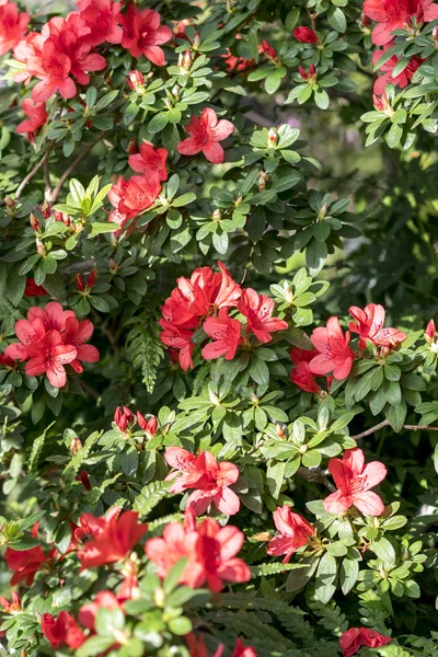 Bonsai de la azalea roja Stock Photos, Royalty Free Bonsai de la azalea ...