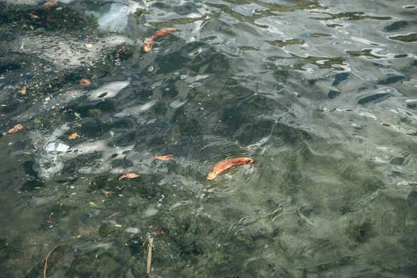 Salmon pollution Stock Photos, Royalty Free Salmon pollution Images ...