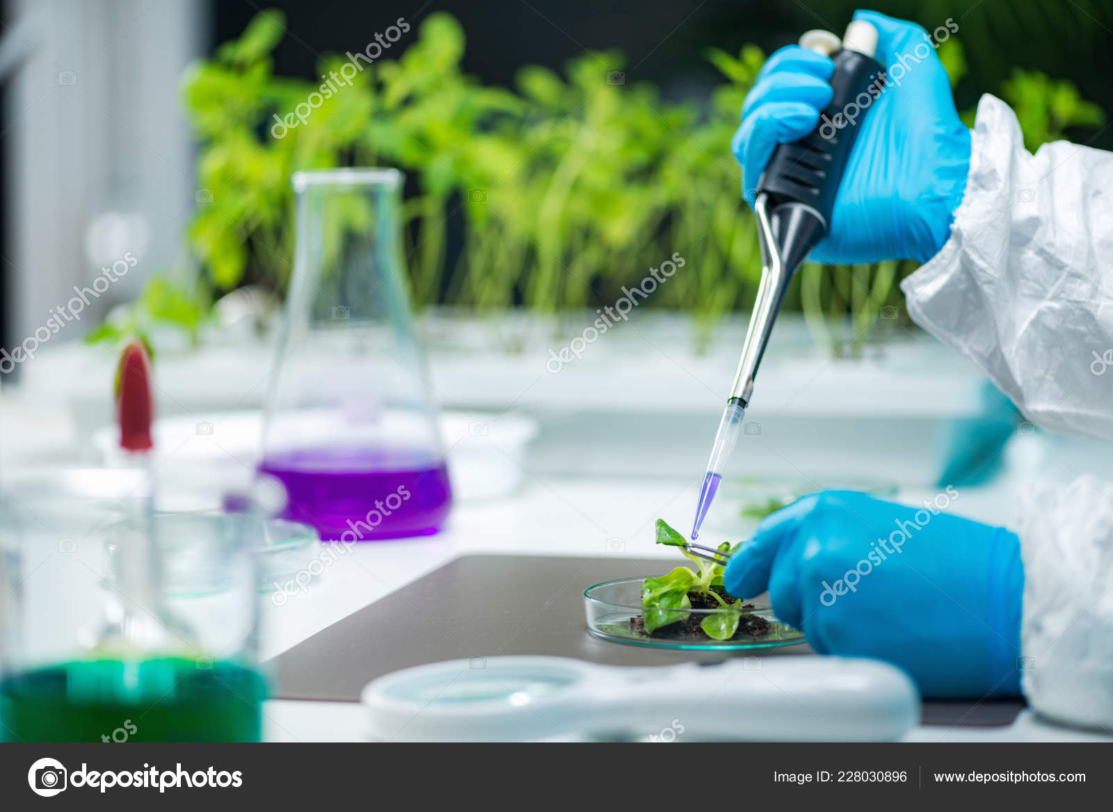 Biologist Examining Plant Roots Laboratory — Stock Photo © microgen ...