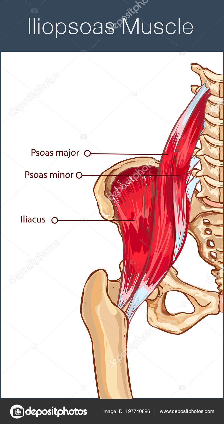 Vector Illustration Iliopsoas Muscle Stock Vector by ©corbacserdar ...