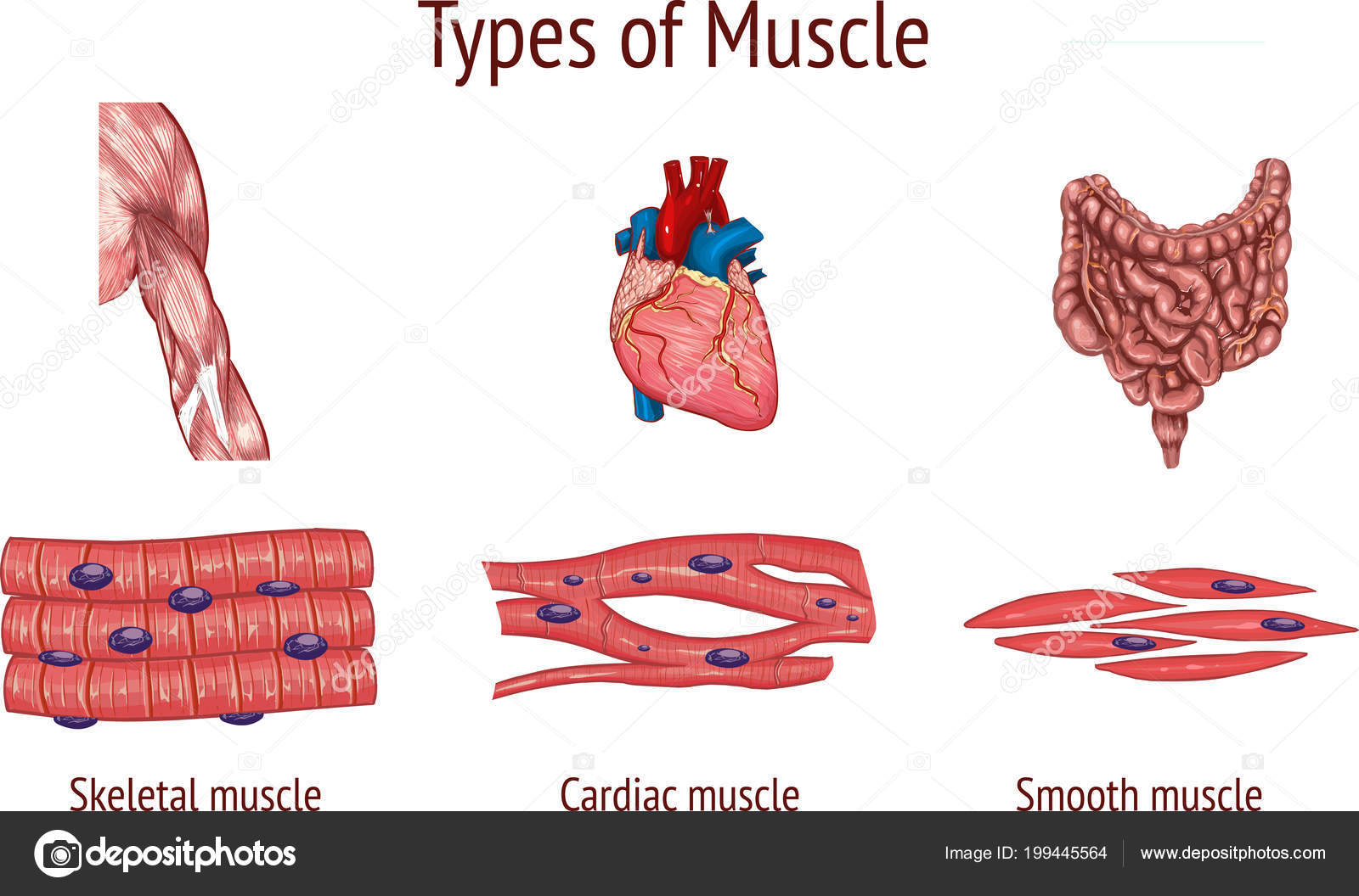 Vector Illustration Types Muscle — Stock Vector © corbacserdar.gmail ...