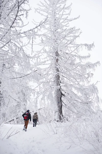 Rearview of a couple hiking along a path through a snow covered forest ...