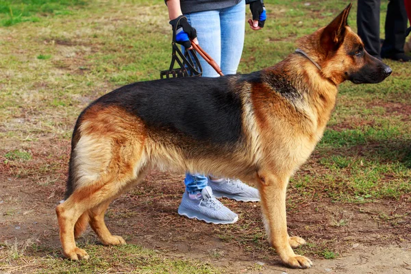 Alsatian breed german shepherd Stock Photos, Royalty Free Alsatian ...