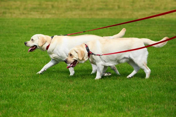 Formation labrador retriever images libres de droit, photos de ...