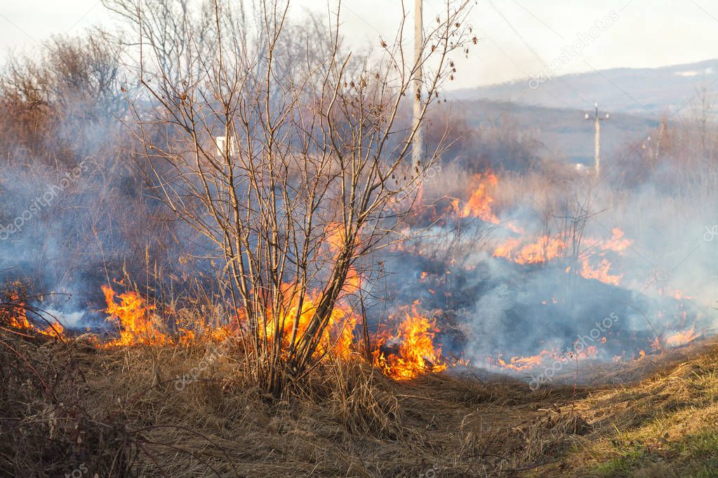 A principios de primavera, el fuego se propaga a trav s de la vegetaci ...