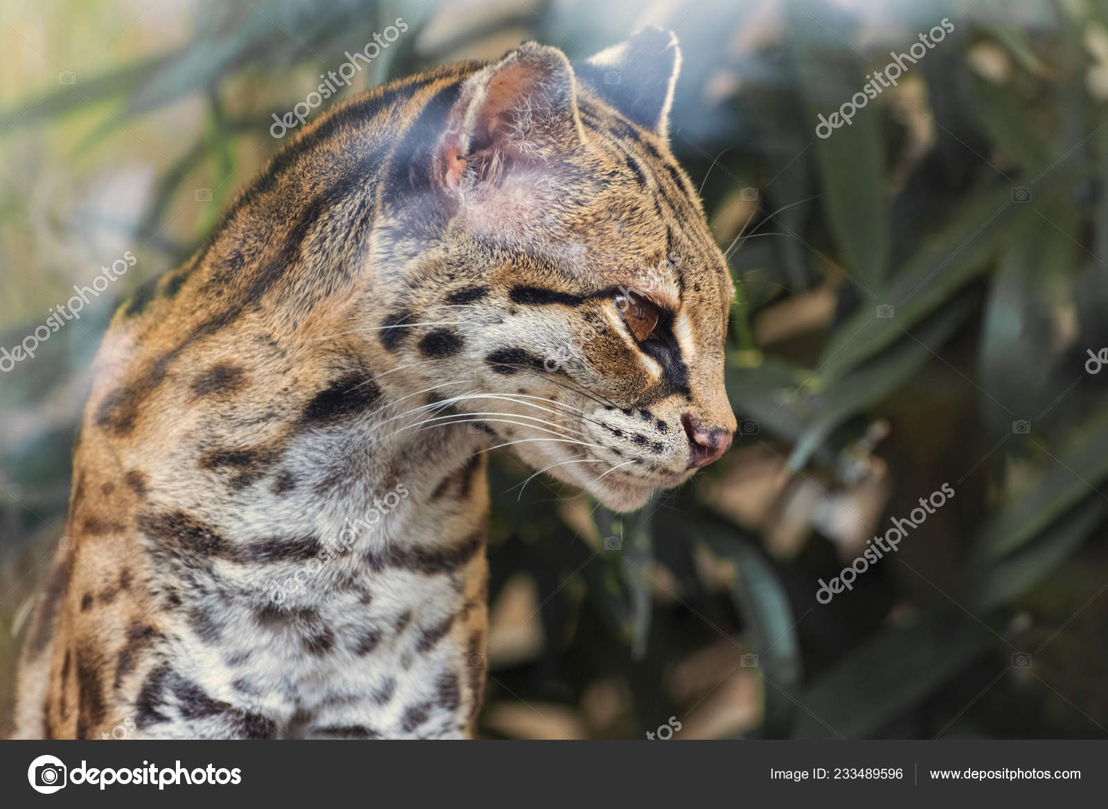 Small Leopard Looking Cat | ppgbbe.intranet.biologia.ufrj.br