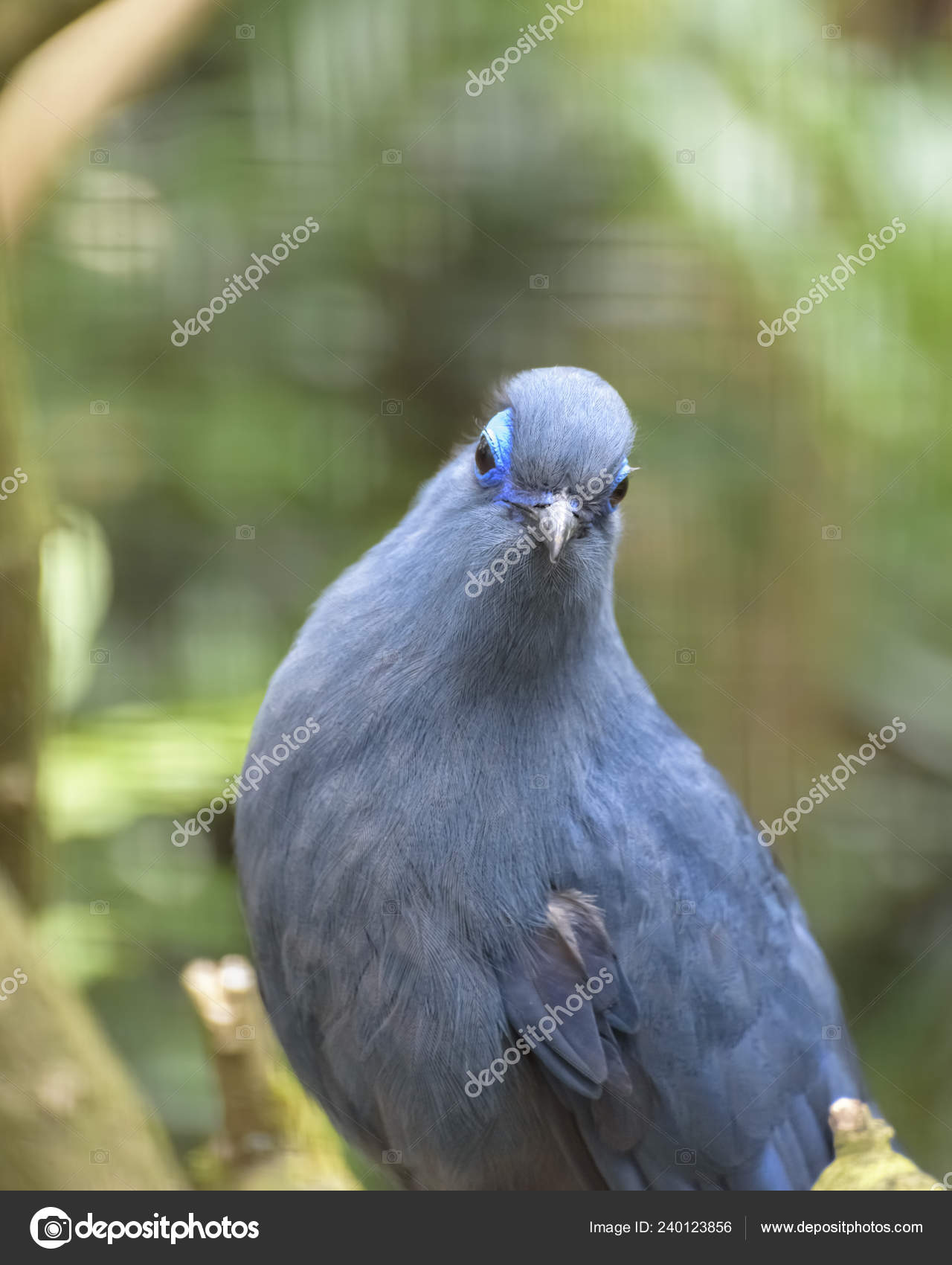 Blue Coua Coua Caerulea Species Bird Cuckoo Family Endemic Island ...