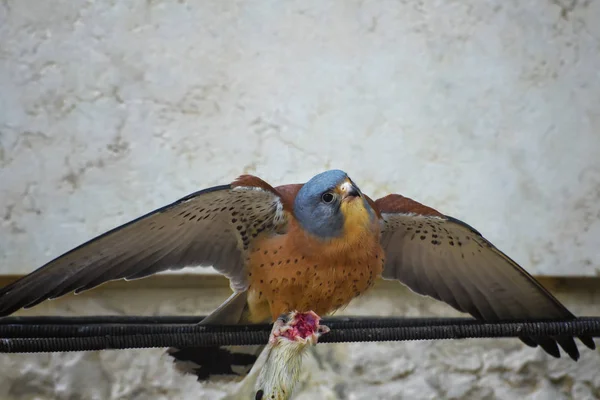 American kestrel, Falco sparverius, the smallest falcon keeps a ...