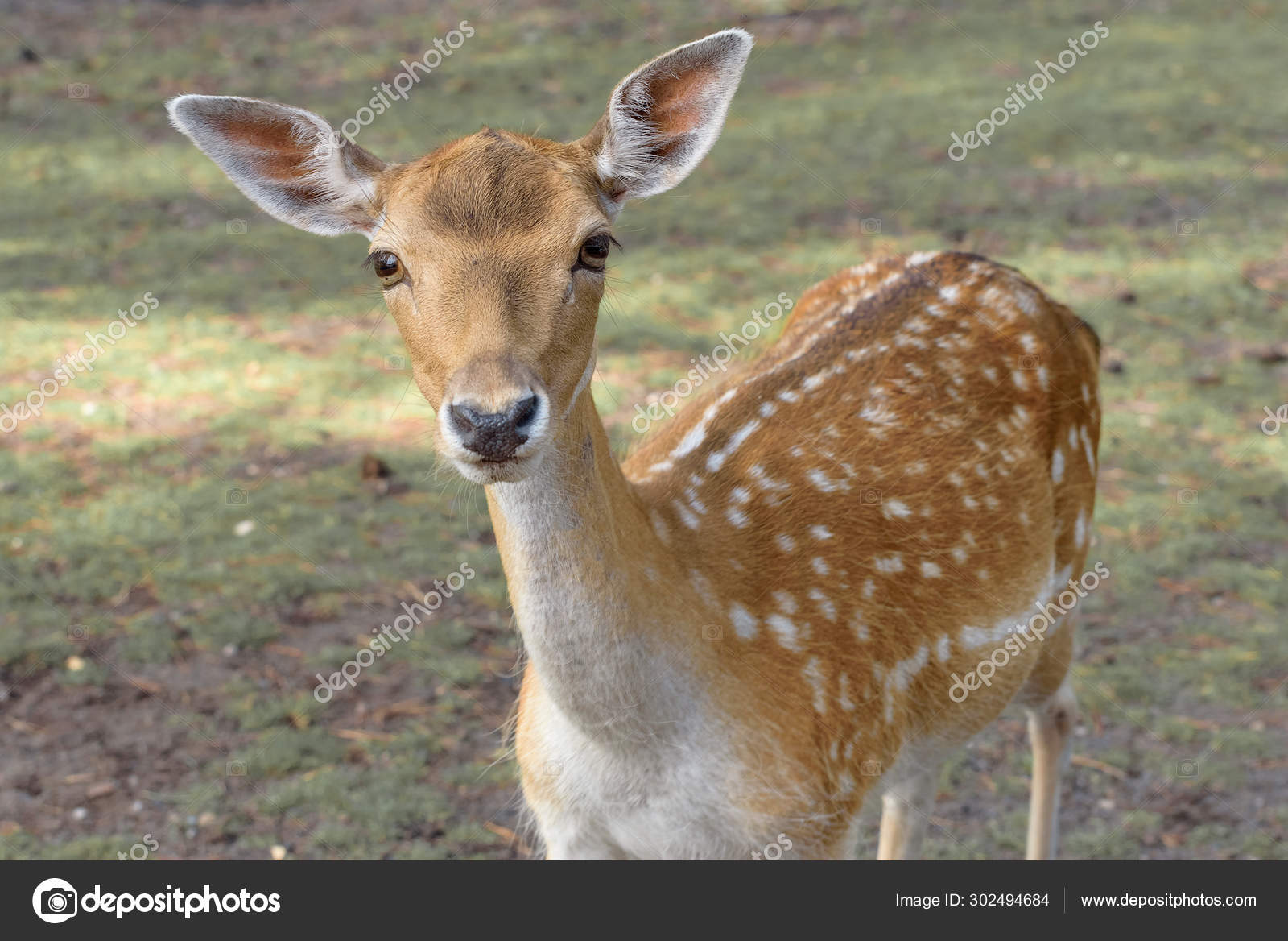 Sika deer, Cervus nippon, the spotted deer, the Japanese deer. Wildlife ...