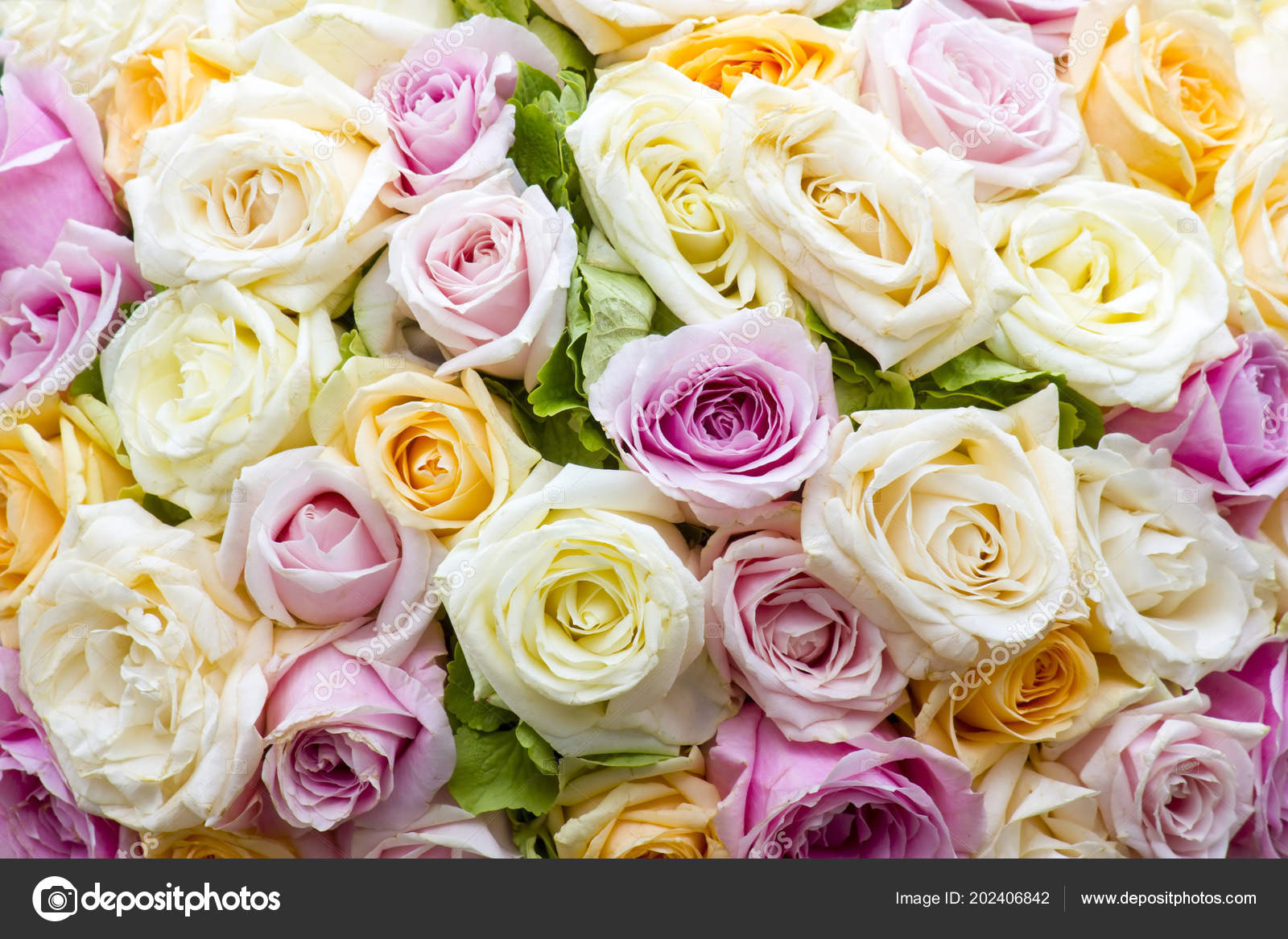 Roses Background Close — Stock Photo © mira.drozdowski.gmx.de #202406842