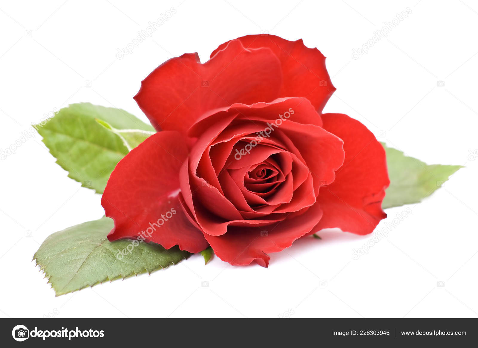 Red Rose Isolated White Background — Stock Photo © mira.drozdowski.gmx ...
