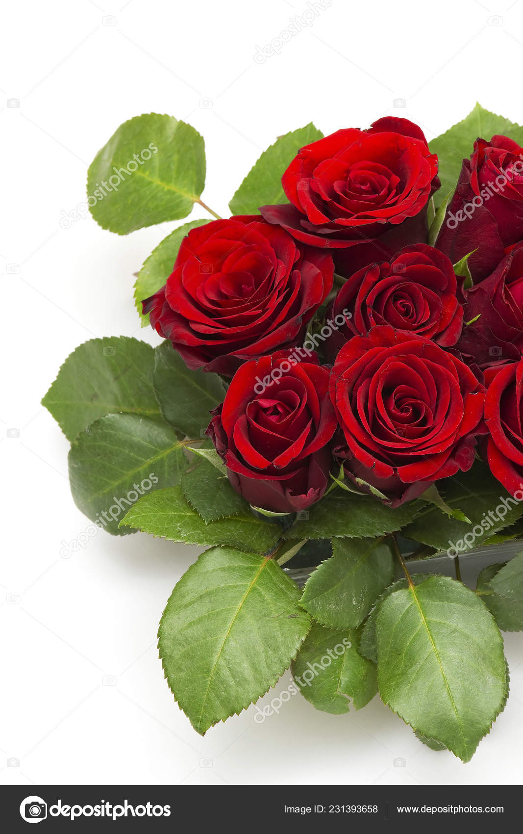 Red Roses Isolated White Background — Stock Photo © mira.drozdowski.gmx ...