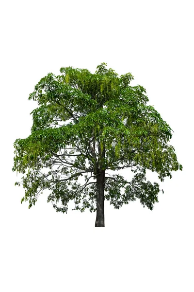 Ipe tree Stock Photos, Royalty Free Ipe tree Images | Depositphotos