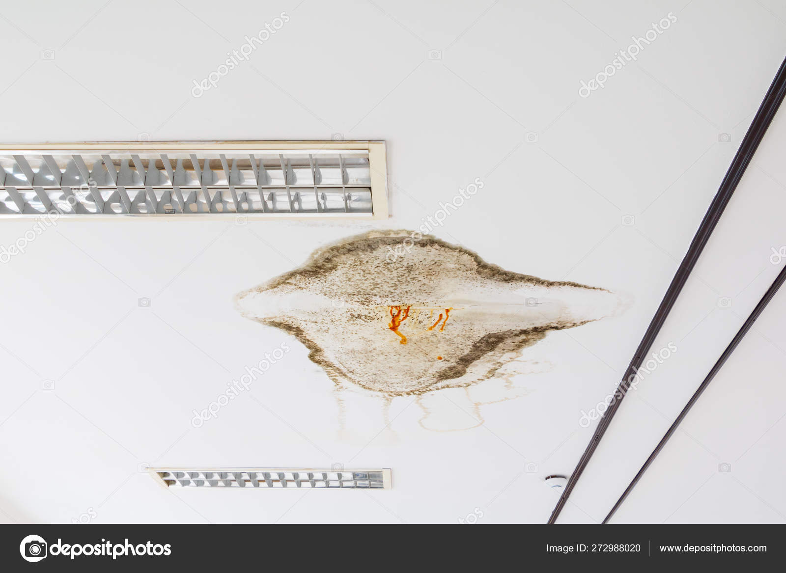 Fungus in gypsum ceiling interior building damaged from water leaking ...