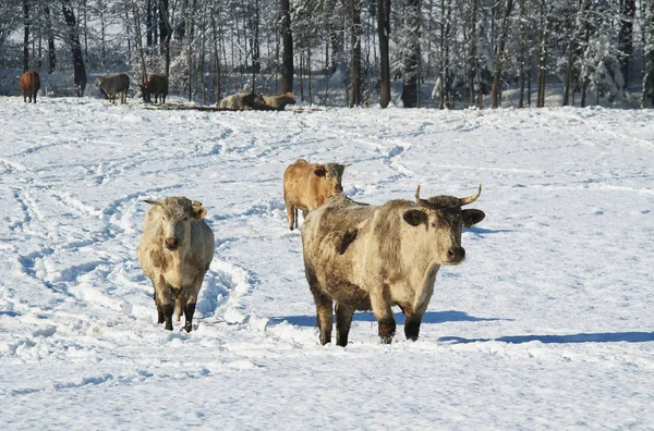 Cattle during winter Stock Photos, Royalty Free Cattle during winter ...