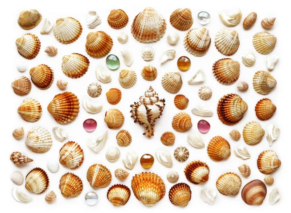 Sea shells drawing Stock Photos, Royalty Free Sea shells drawing Images ...