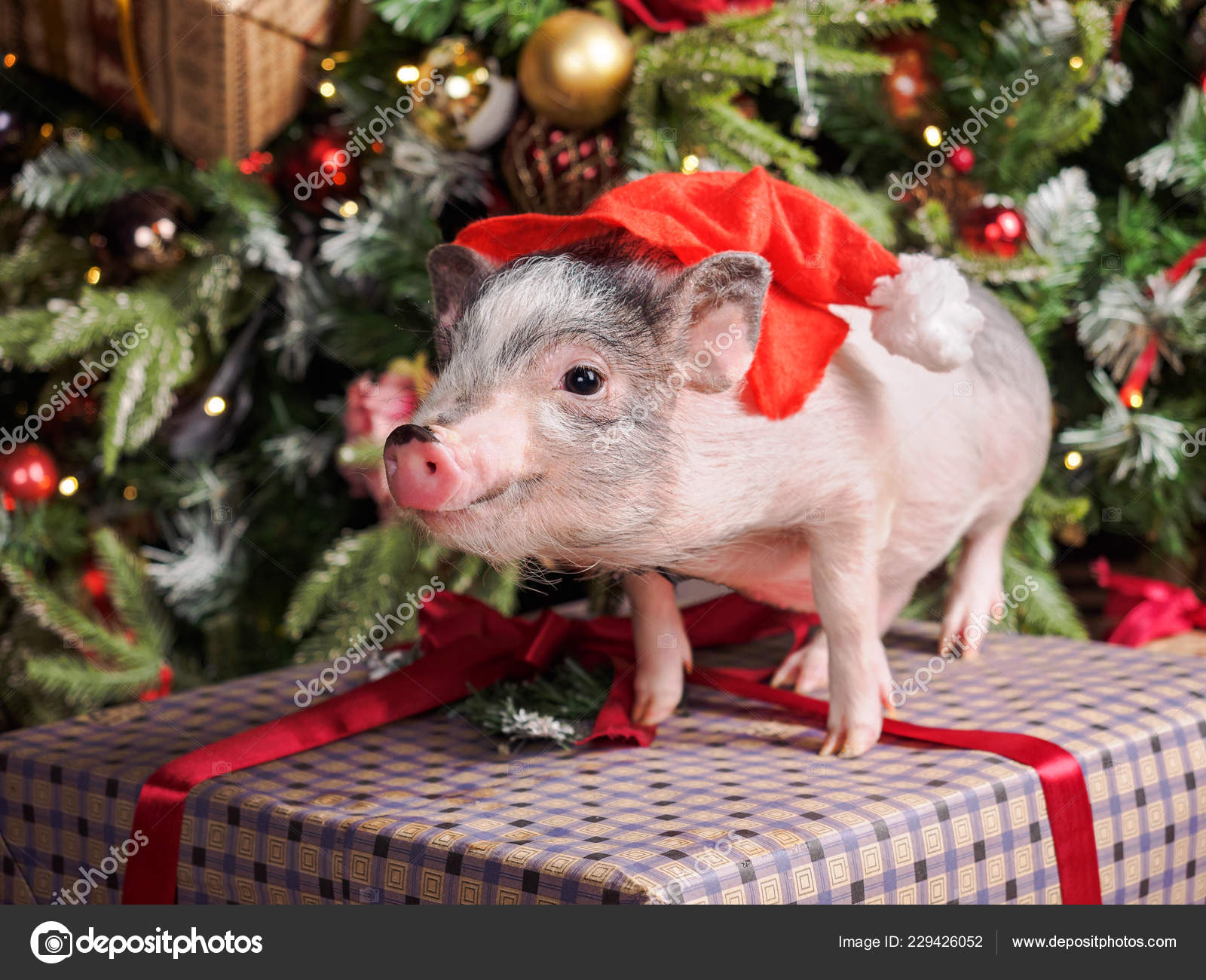 Christmas Pigs